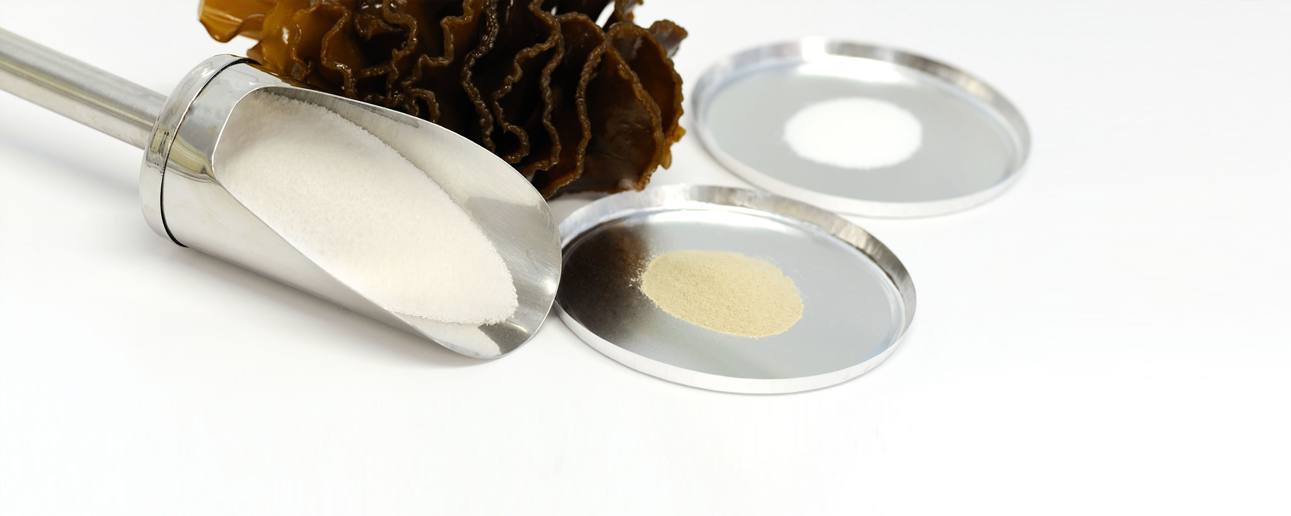 What is fucoidan? | Bioactive seaweed compounds | Maritech Fucoidan